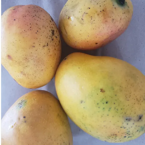 Mango congelado 500 gr – Biomacolombia